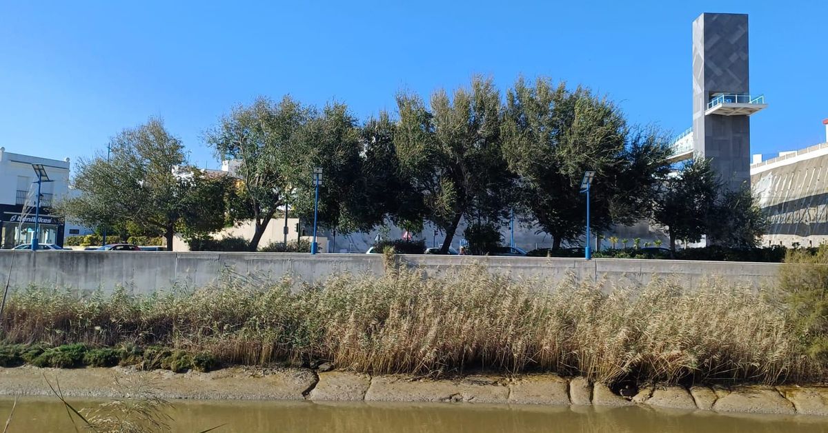 Toniza denuncia la tala de árboles en Chiclana pese a la declaración de ...