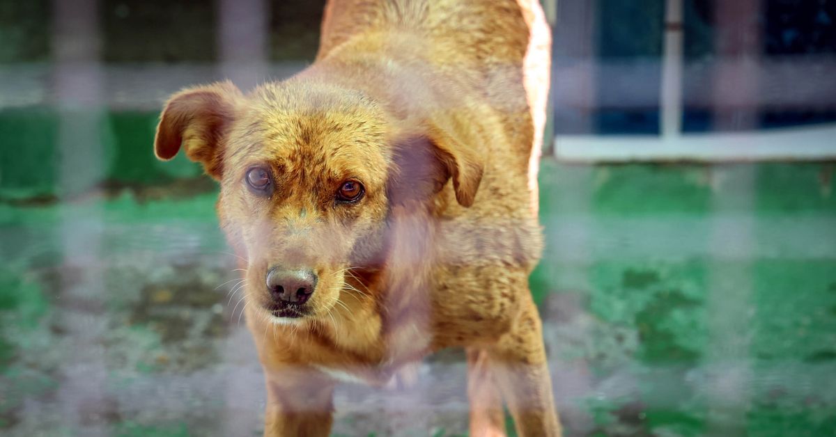 Las protectoras de animales en Jerez están al límite: hasta 15 llamadas ...