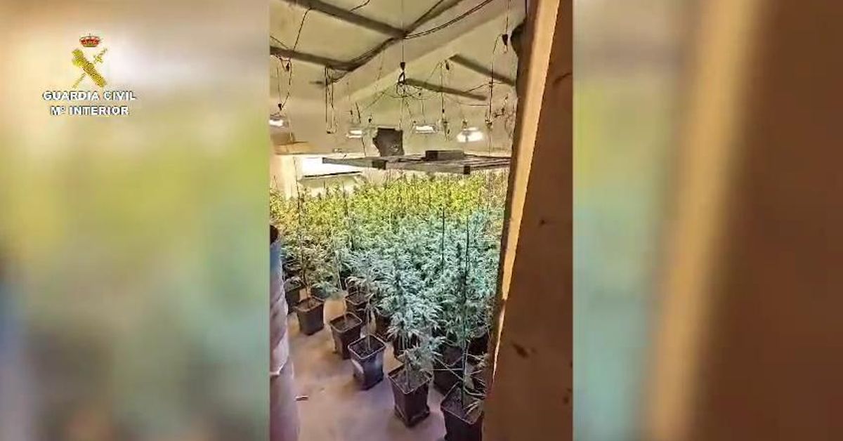 Desmanteladas dos plantaciones de marihuana de alto rendimiento en Alcalá la Real