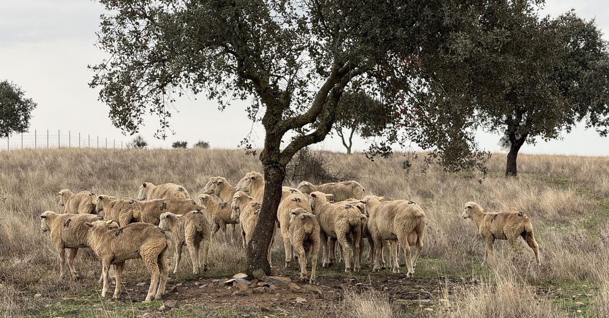 Agacor alerta de que en el Norte de Córdoba hay unas 400 explotaciones ganaderas afectadas por ...