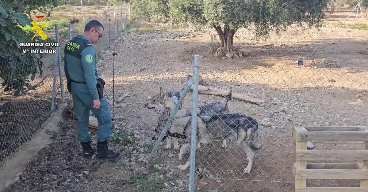 Vídeo | Investigado por tener cuatro lobos como mascotas