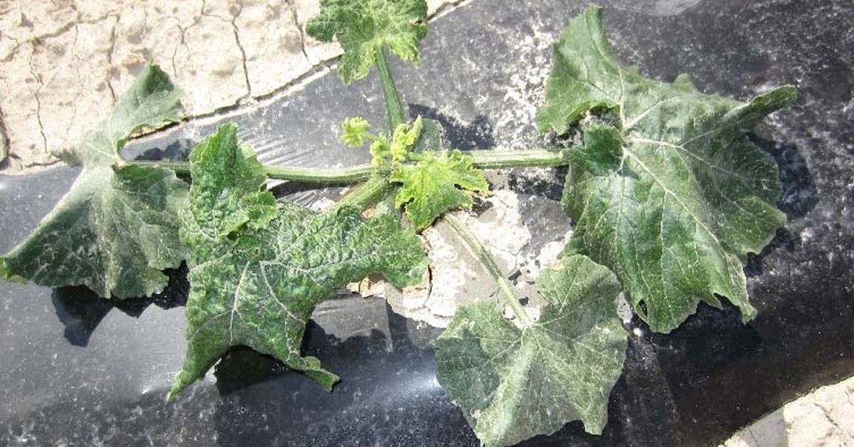 La virosis se ceba con los cultivos almerienses en el inicio de la campaña