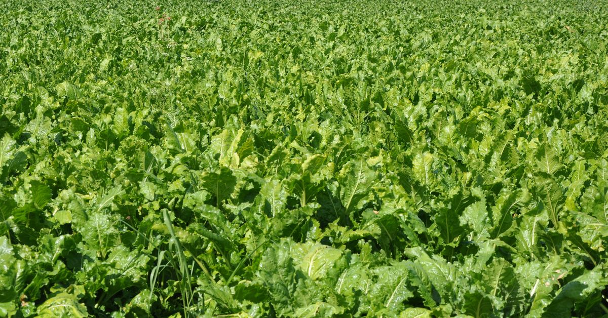 Aimcra coordina el proyecto Efirem para reducir el consumo de agua y ...