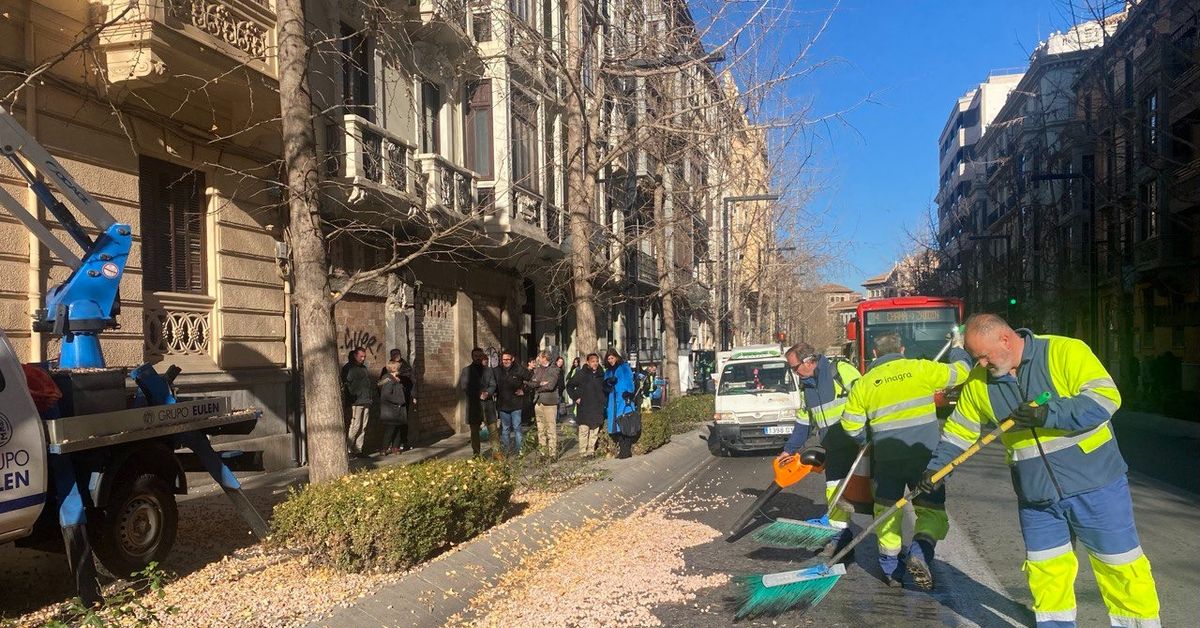 Varear los Ginkgo, la solución para evitar la suciedad y el mal olor de ...