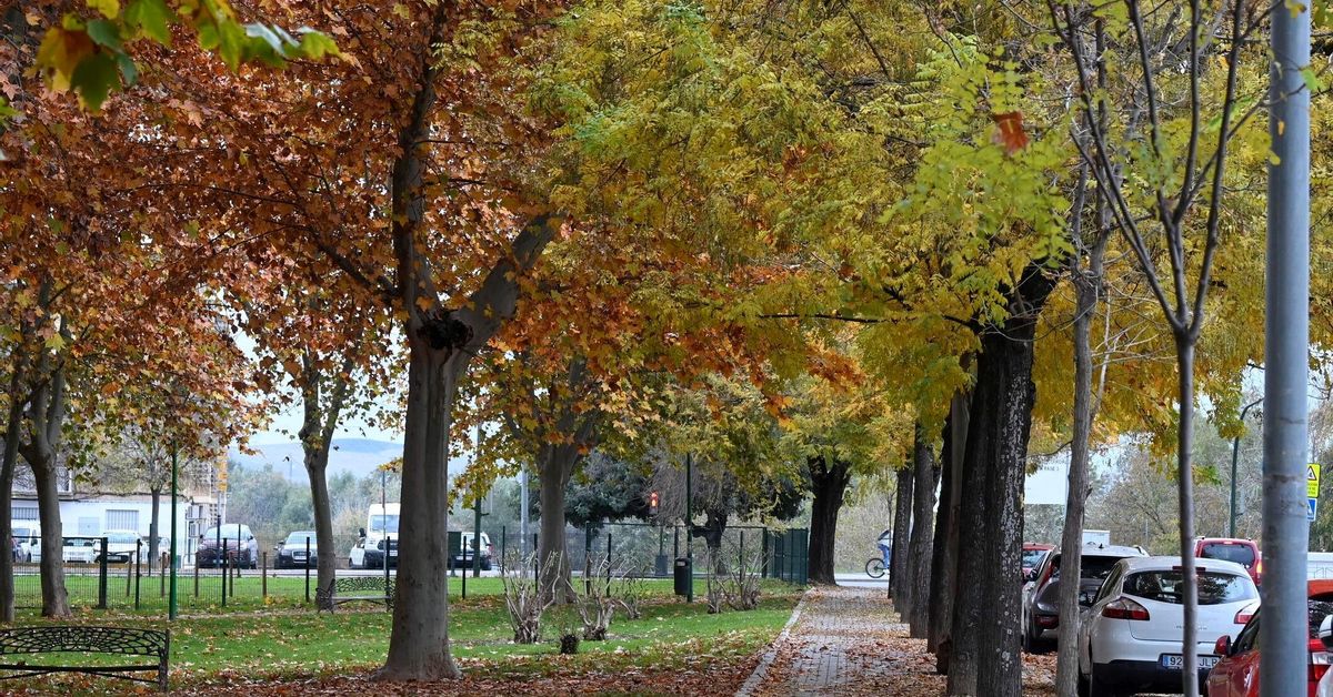 La caída de las hojas de los árboles de Córdoba para despedir el otoño ...