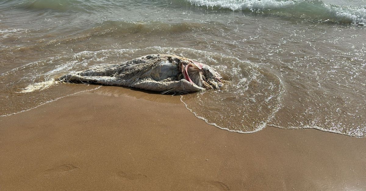 Aparecen atunes muertos en las playas de la Victoria y Cortadura de Cádiz