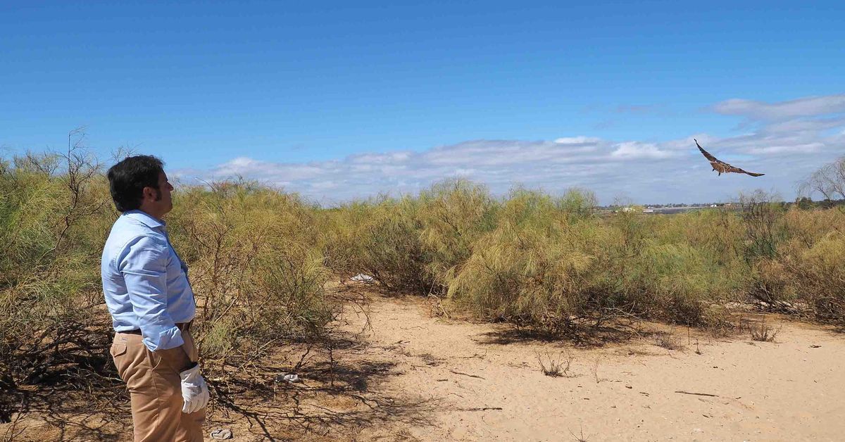 La Junta suelta en Isla Cristina un búho real rehabilitado en el CREA
