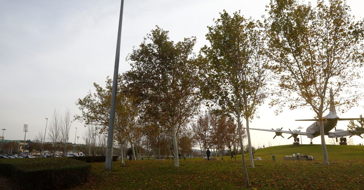 Alergias en Córdoba: la concentración de polen se disparará a finales ...