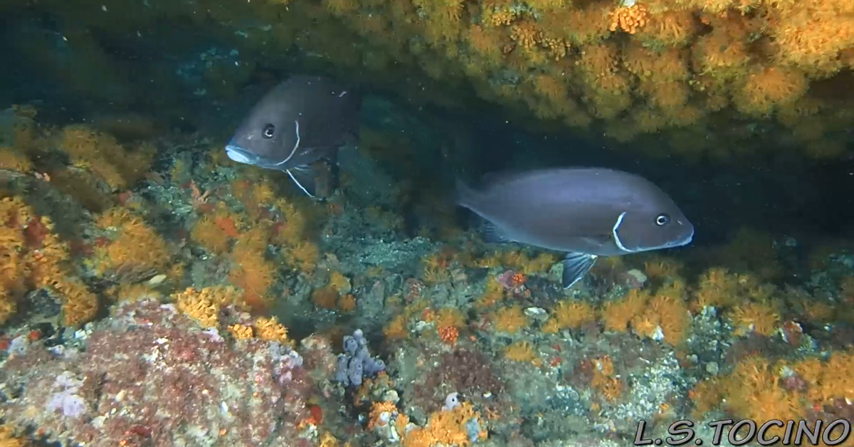 Un pez muy ‘burro’