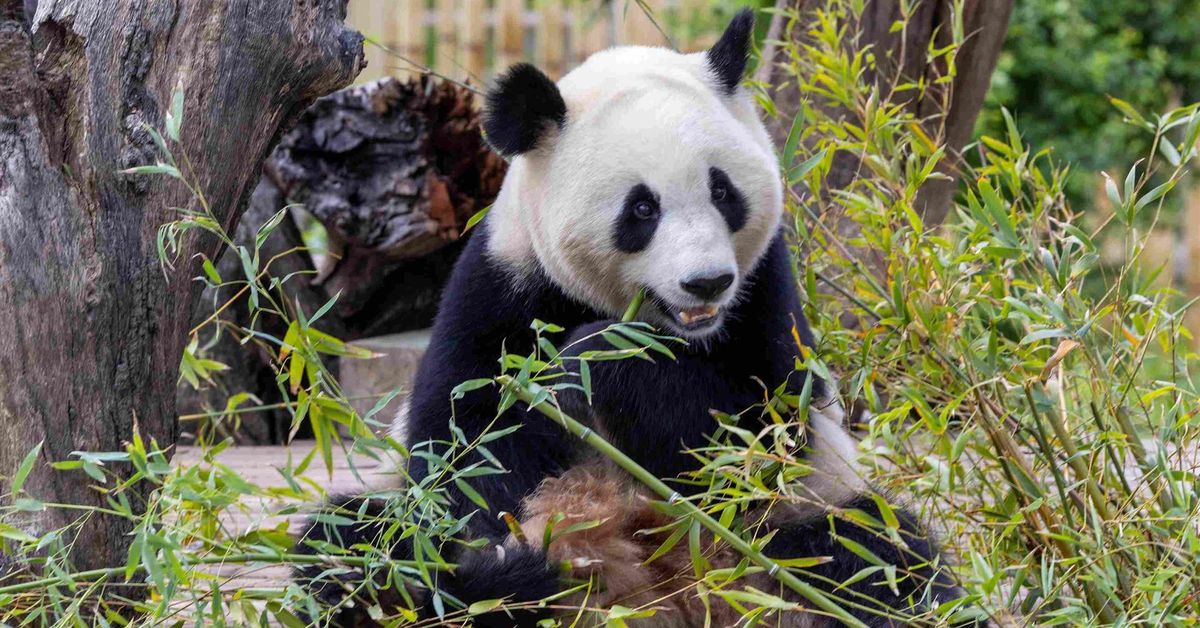 Llegan Jin Xi y Zhu Yu, la nueva pareja de pandas al zoo de Madrid