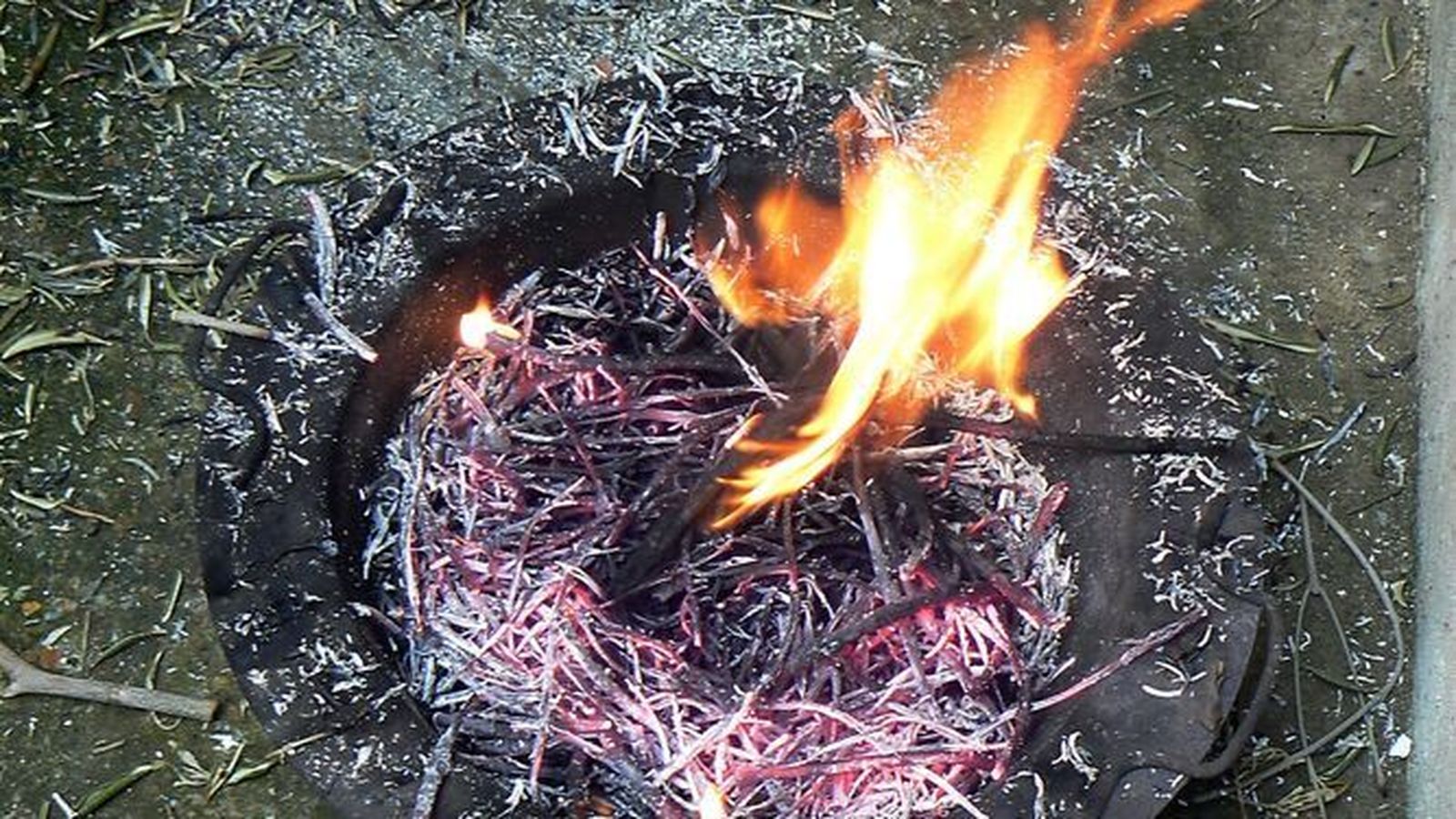 Ceniza y rosas rojas