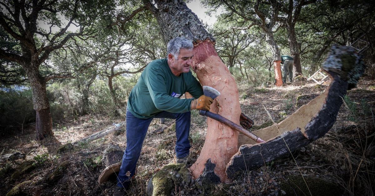 La producción de corcho se hunde un 30% desde los años 80 por los ...