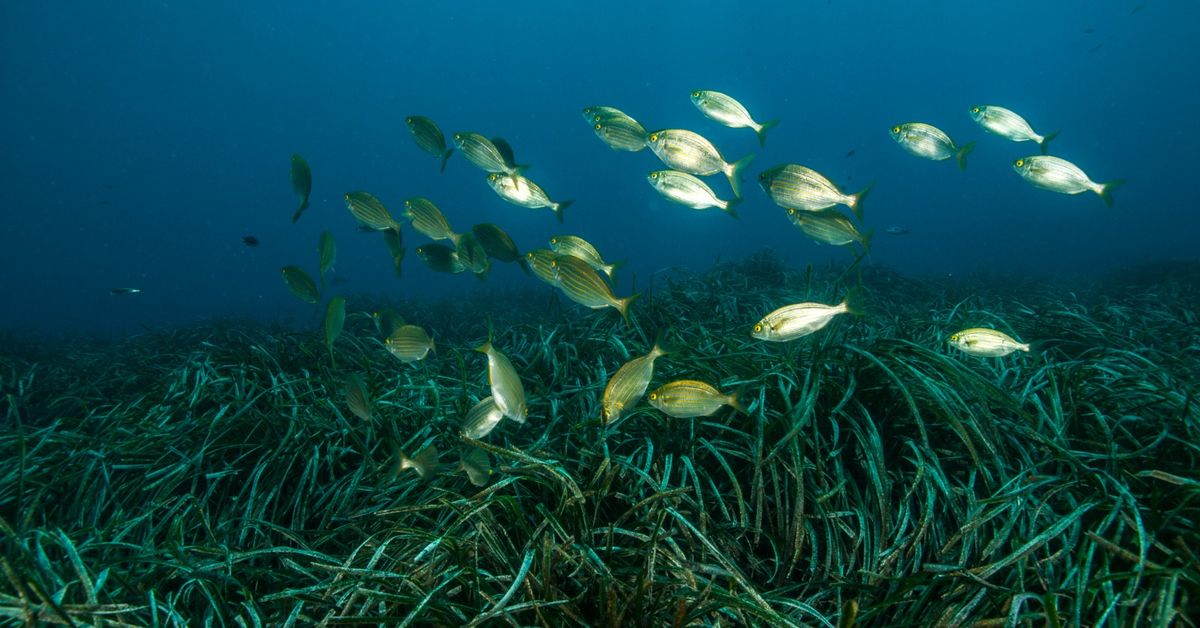 Almería esconde bajo el agua uno de los mayores pulmones de Andalucía