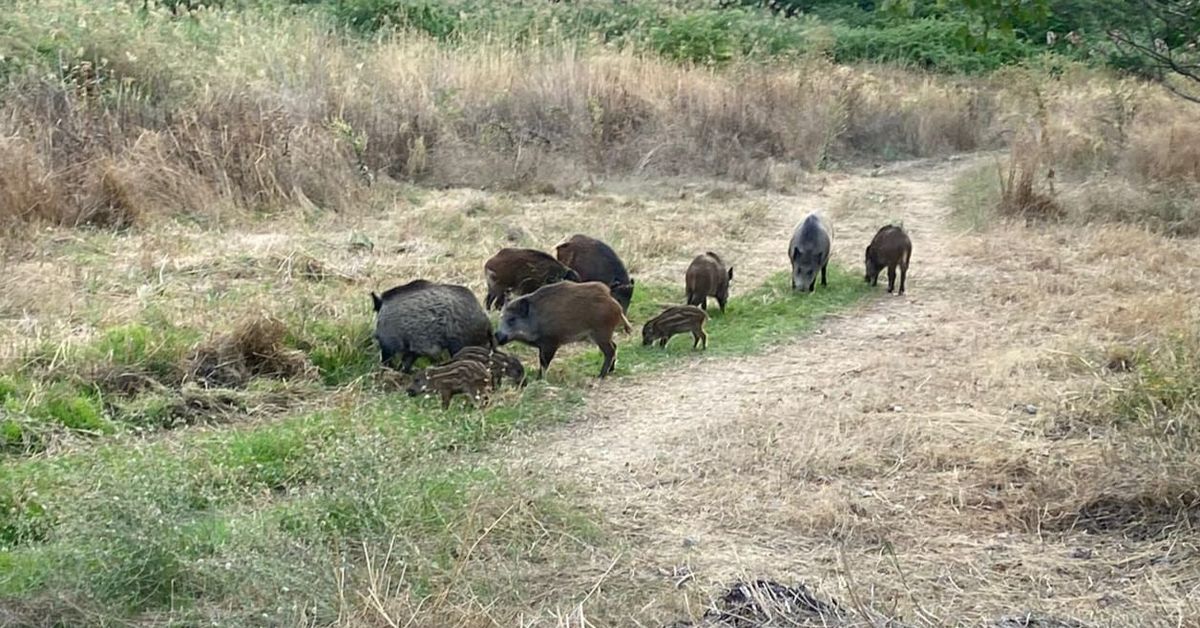 Una manada de 10 jabalíes pasea por las cercanías de Granada