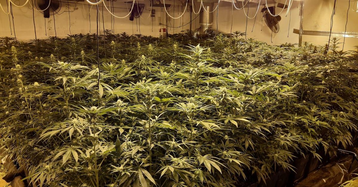 Las plantaciones 'indoor' de marihuana desmanteladas este año en Huelva consumían como casi 1. ...