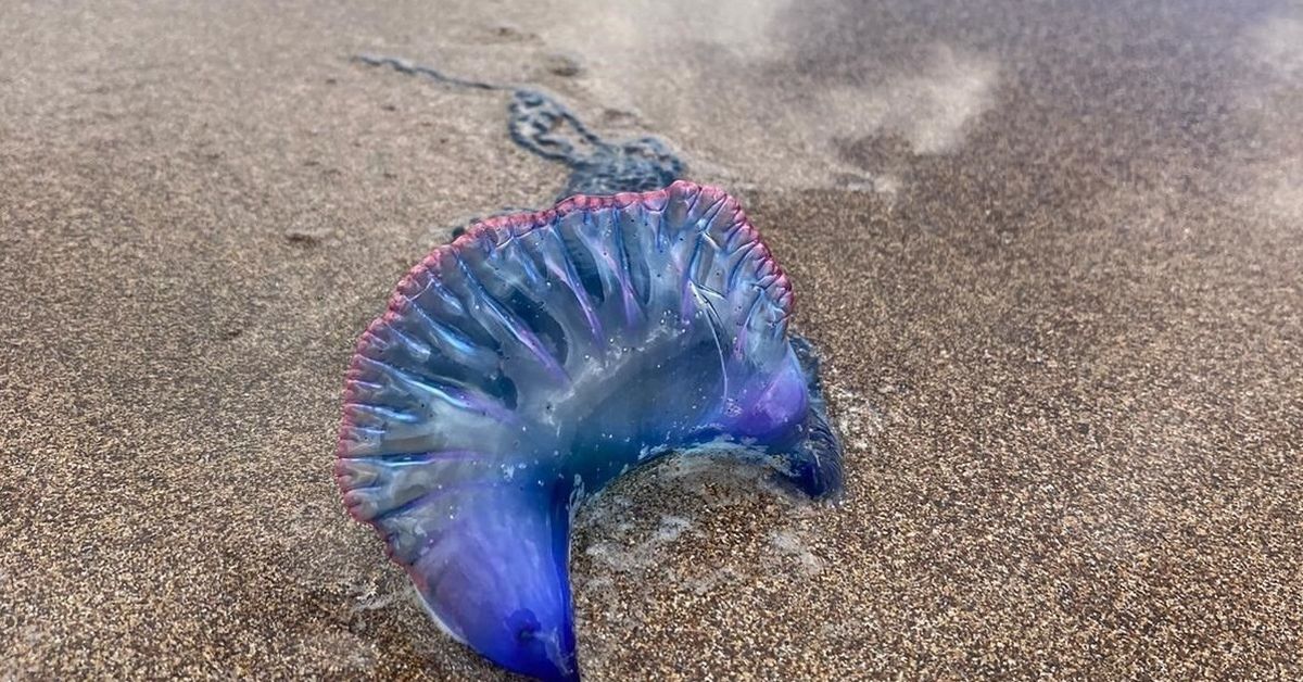 Avistan dos ejemplares de la temida medusa carabela portuguesa frente a ...