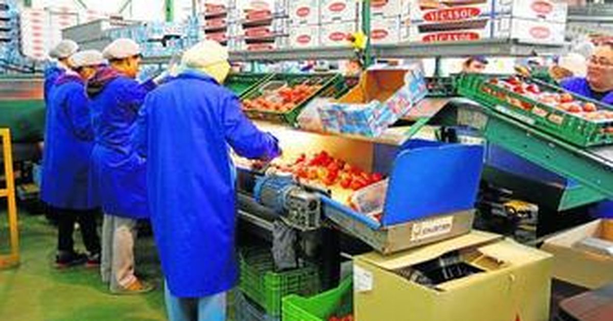 Vicasol alcanza los 200 millones de kilos en la última campaña