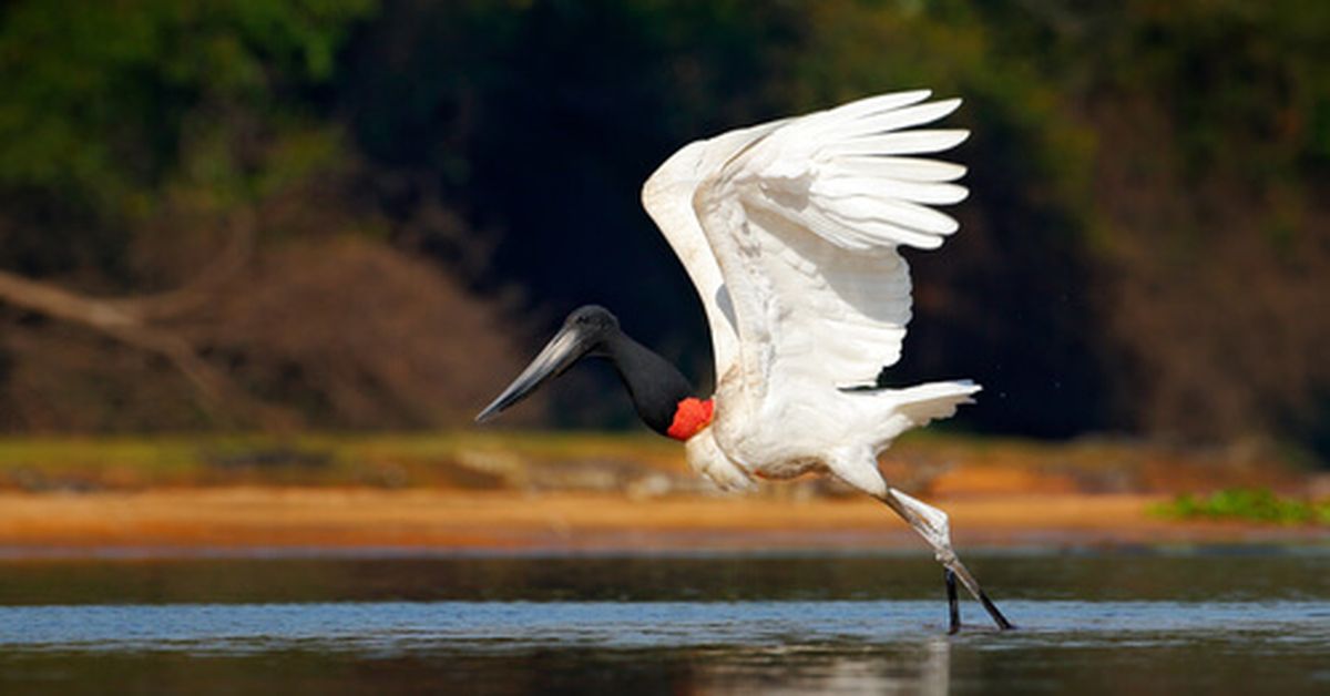Costa Rica trabaja para asegurar la supervivencia de la cigüeña Jabirú