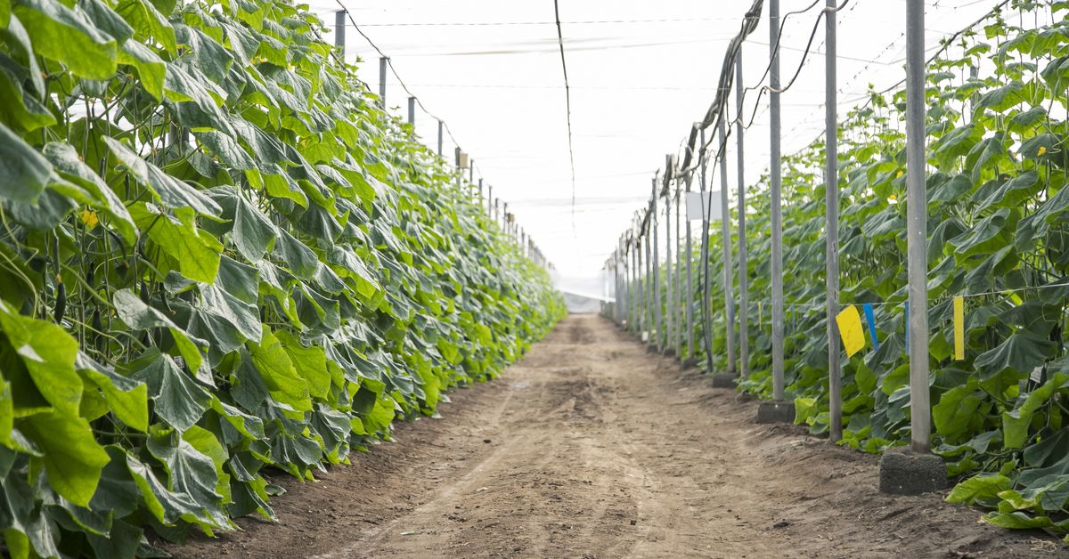 Viagro apuesta por invertir en I+D para ofrecer soluciones adaptadas al ...