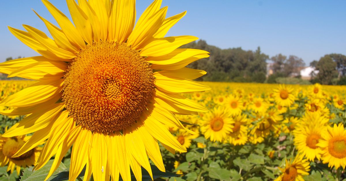 Qué día empieza oficialmente la primavera 2025