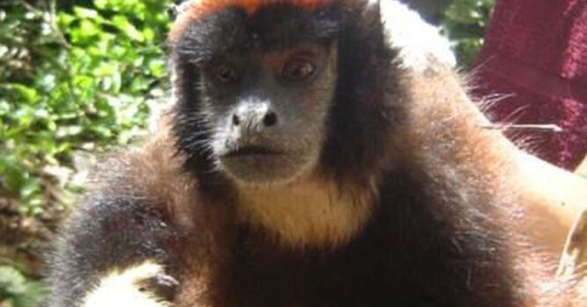 Descubren una nueva especie de mono: el mono tocón de Aquino