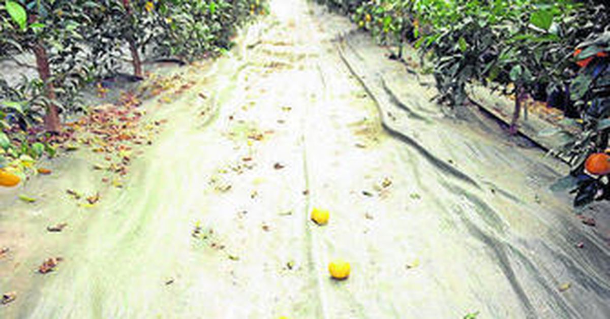 Salir con arte: Las materias primas de Ferran Adrià, objetivo de la ...