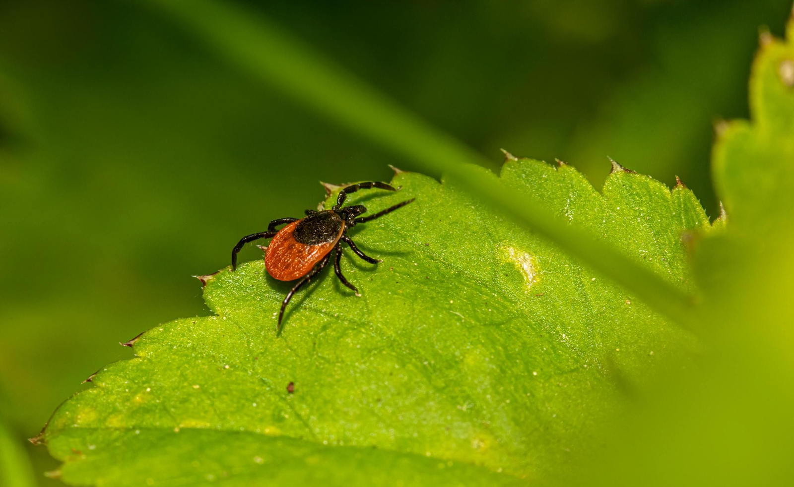 La enfermedad de Lyme afecta a Bella Hadid: qué es y cuál es su tratamiento