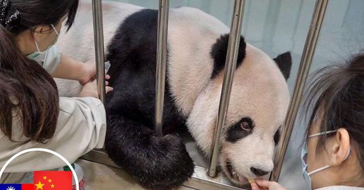 Un oso panda enfermo consigue que los países enfrentados de China y ...