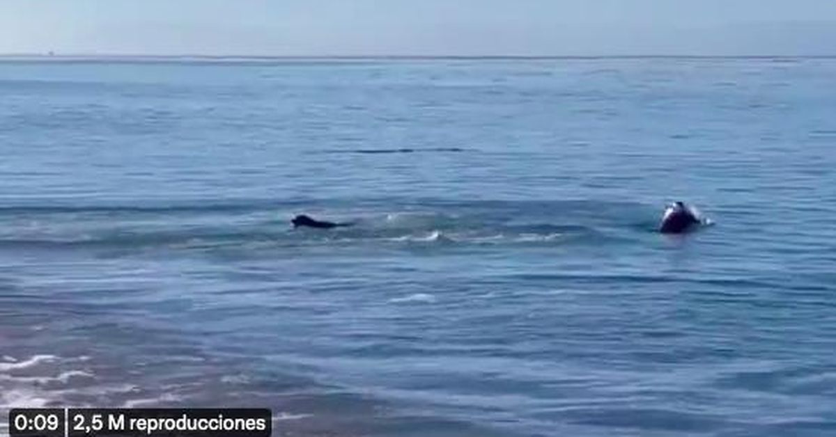 Un perro juega a la pelota con una foca en la orilla de la playa