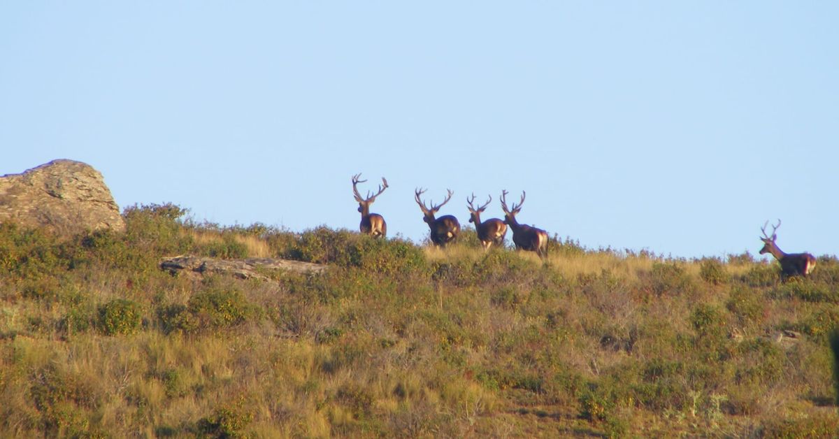 Blazer bokep clear simple communication along with even a