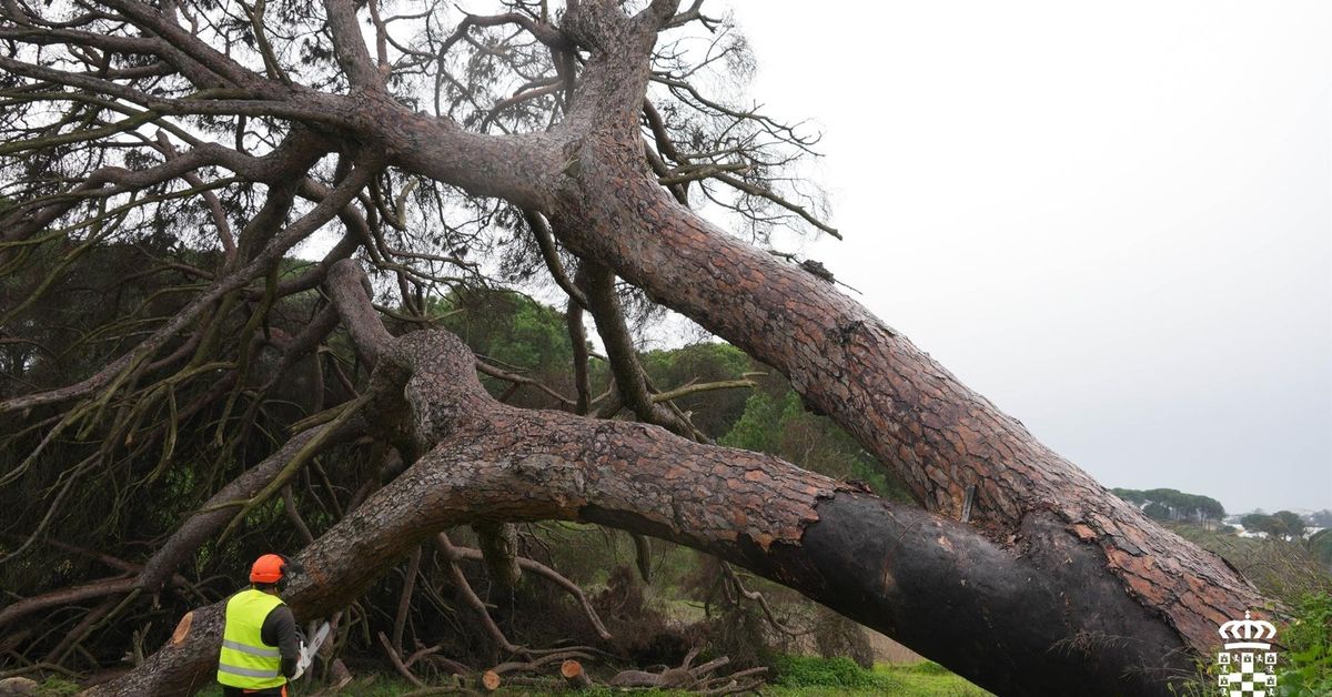 Talan el pino bajo el que Juan Ramón Jiménez enterró a Platero al no ...