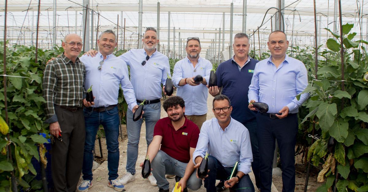 Yuksel Seeds presenta 'Zuzana', una nueva variedad de berenjena ...