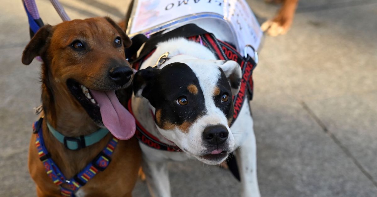 Sadeco promociona la acogida de animales con la jornada 'Adopta un amigo para siempre'