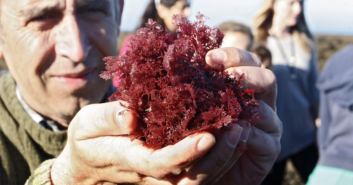 La Sociedad Española de Ficología celebra su reunión anual en la ...