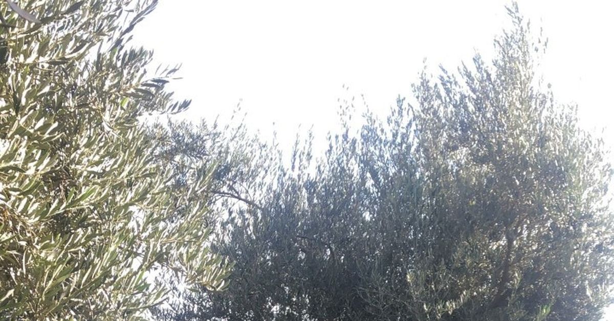 El olivar descenderá en un 50% su producción esta campaña en Almería