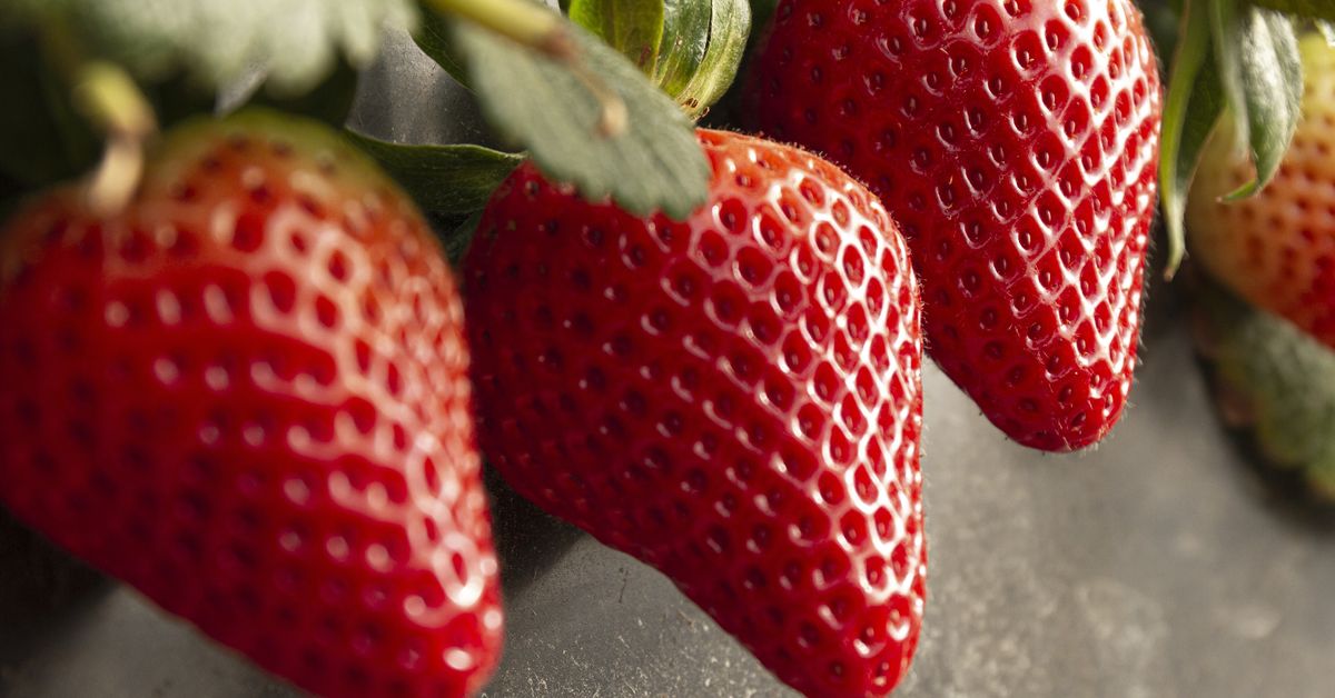 Fruit Attraction 2022: Planasa presenta las fresas Red Samanta y ...