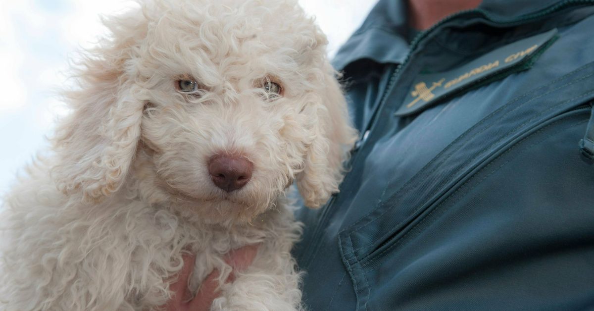 El perro 'Dylan' toma el relevo de 'Marley' en la Guardia Civil