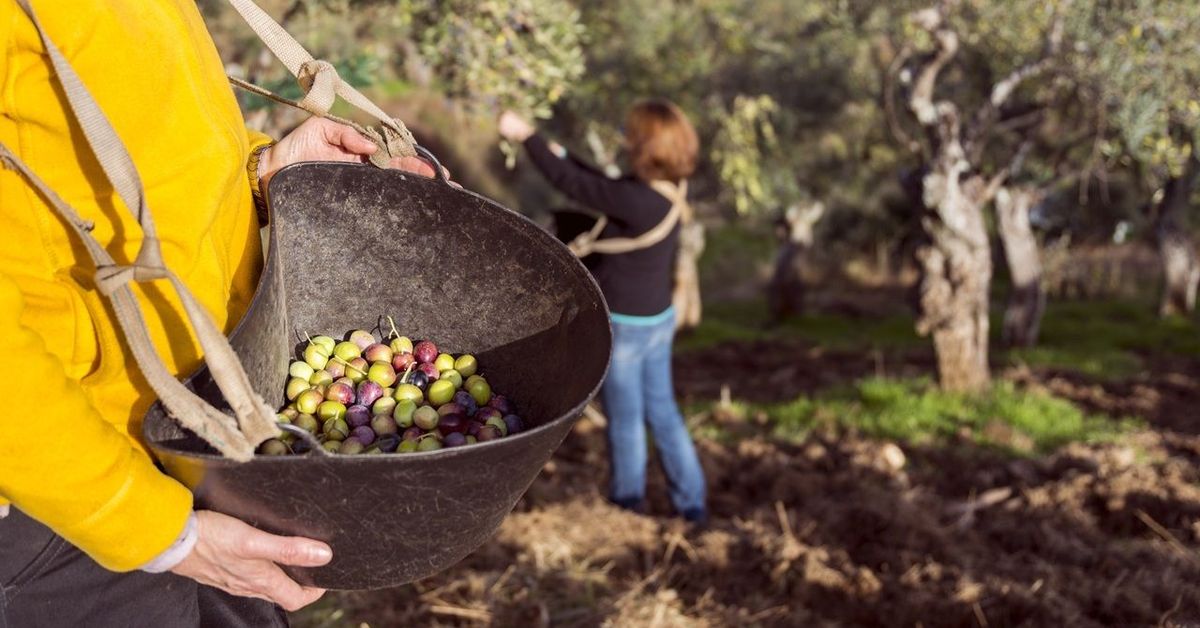 Andalucía debe apostar por el oleoturismo