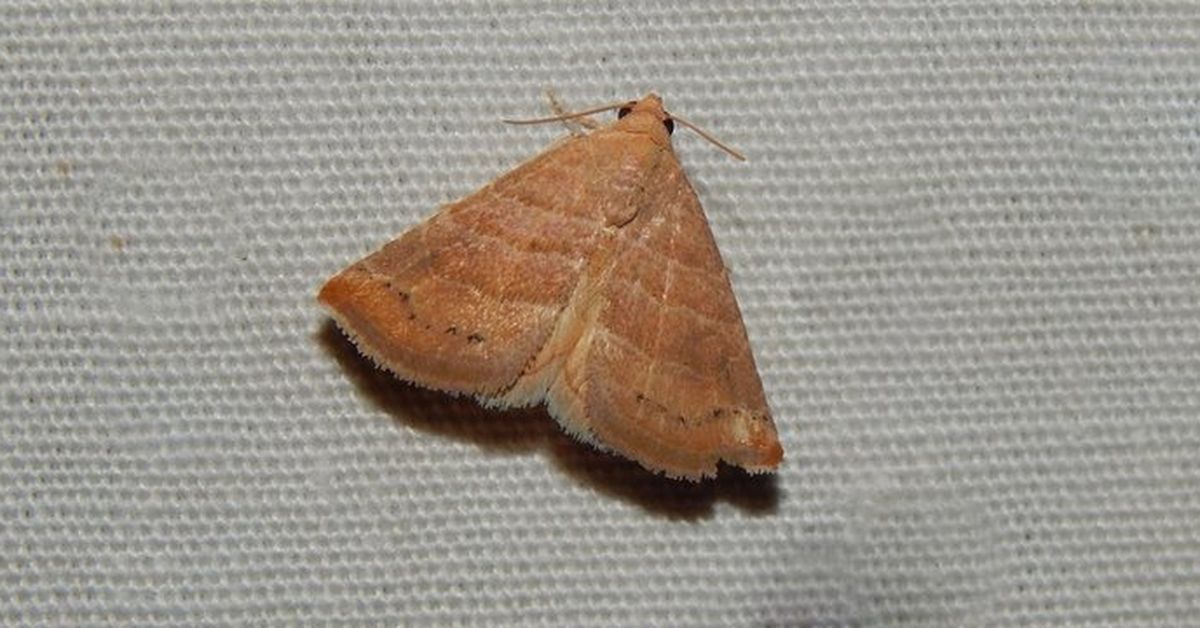 Así es el nuevo insecto localizado en Tarifa y Vejer tras cruzar el ...