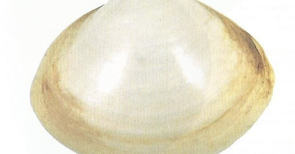 Nuececilla: 'Nucula nucleus'