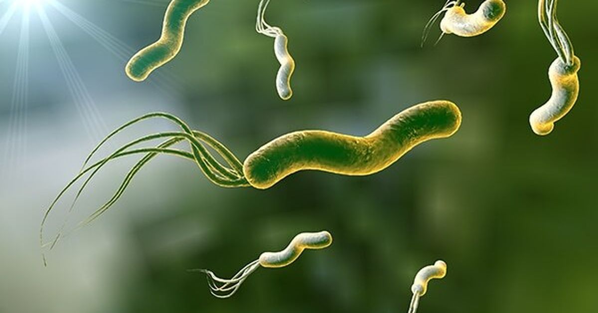 Usos y efectos adversos de Pylera, un medicamento contra la infección ...