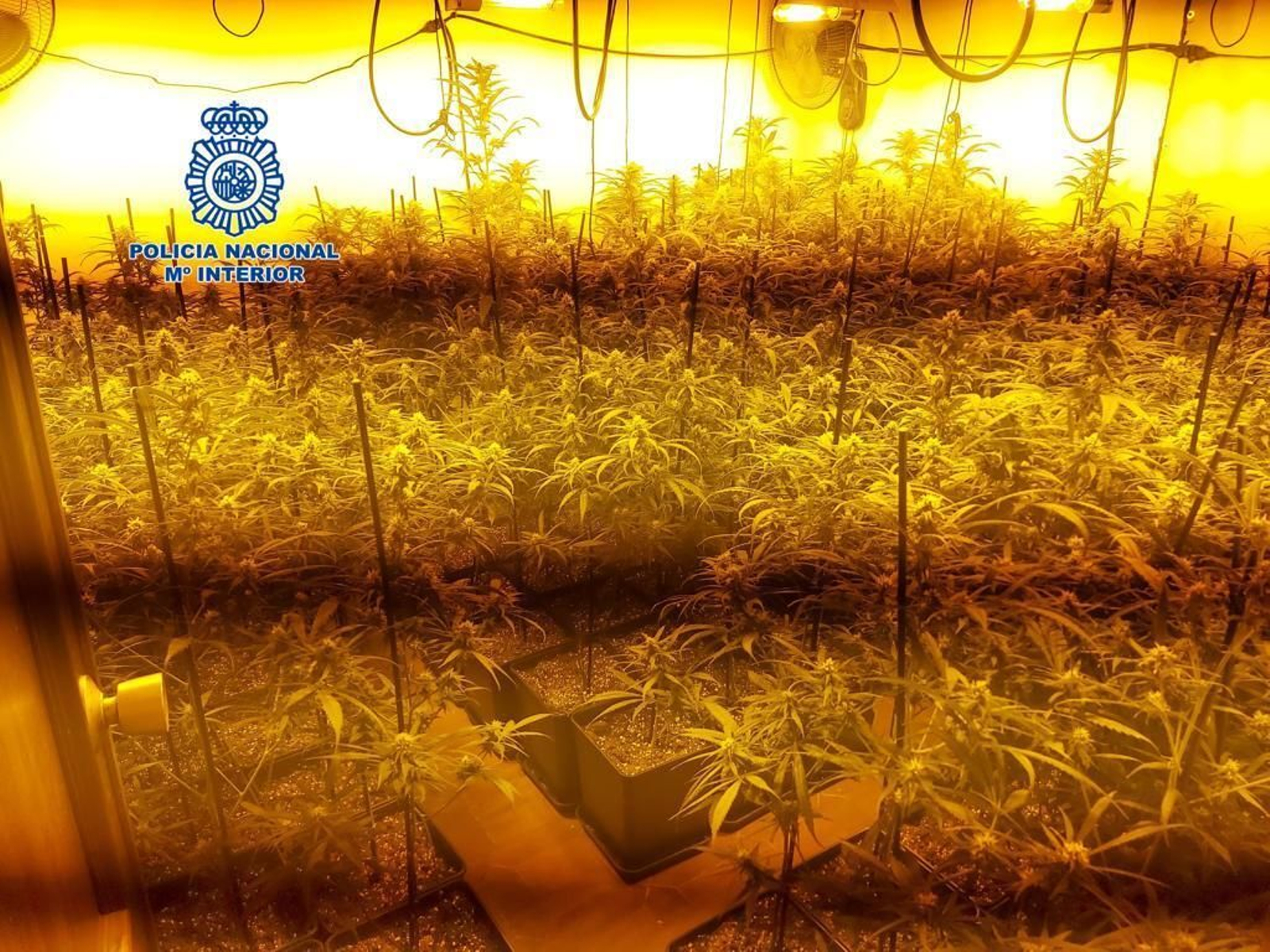 Desmantelan una plantación de marihuana en un chalé de lujo de La Motilla