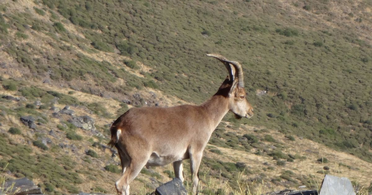 Plan de protección para las cabras y los jabalís en Sierra Nevada