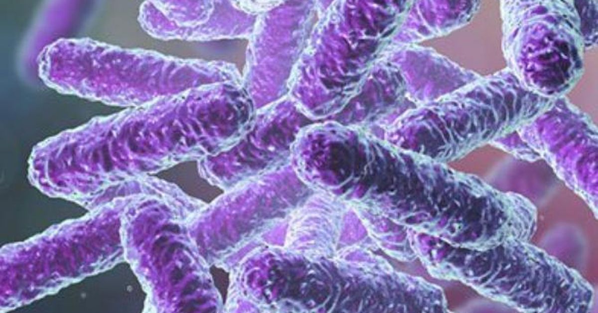 ¿Qué síntomas produce la bacteria Shigella que ha llevado a Ángel ...