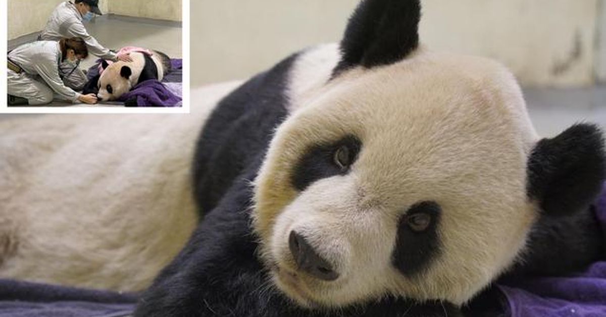 Muere el oso panda gigante que consiguió que países como Taiwán y China ...