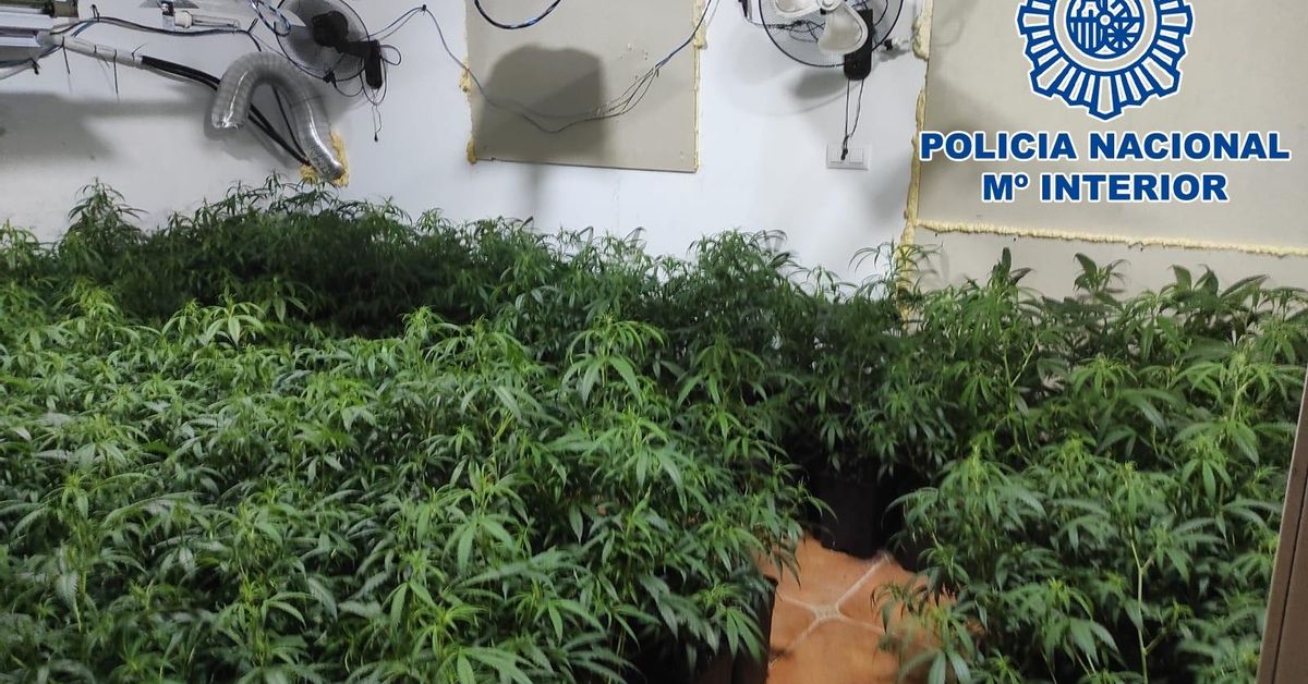 La Policía Nacional desmantela en El Puerto dos plantaciones de marihuana con más de 300 plantas ...
