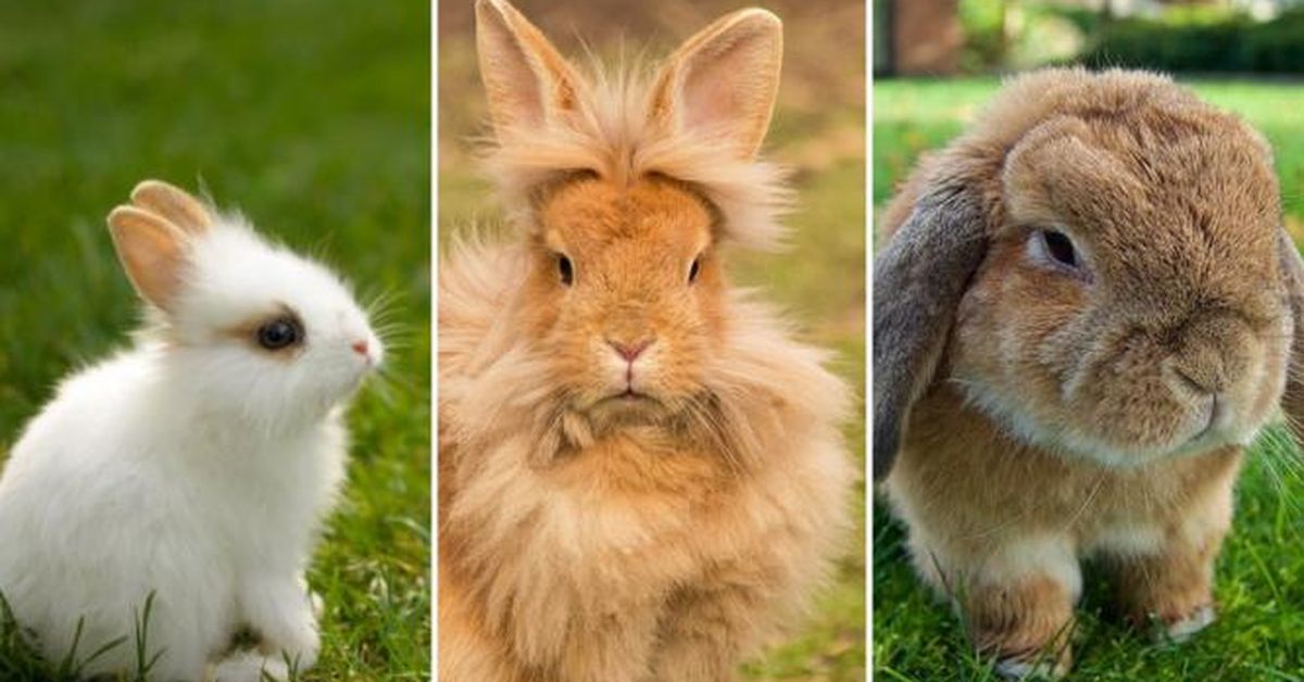 Tipos de conejos más adecuados como mascota