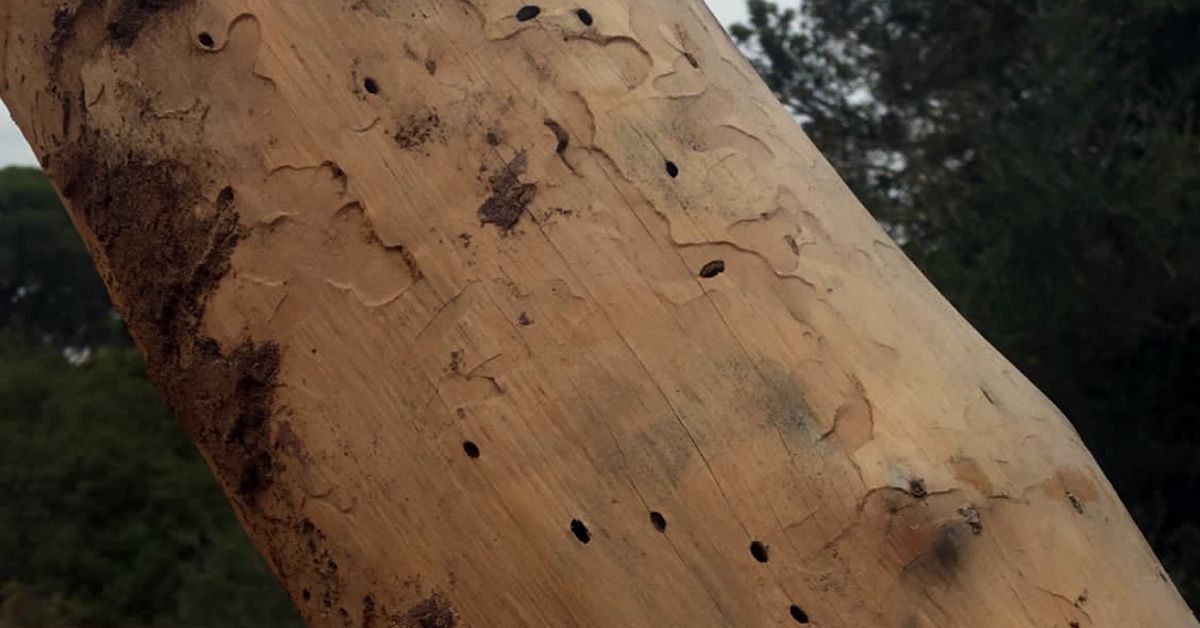 Una plaga de coleópteros pone en peligro a Las Canteras, según Equo