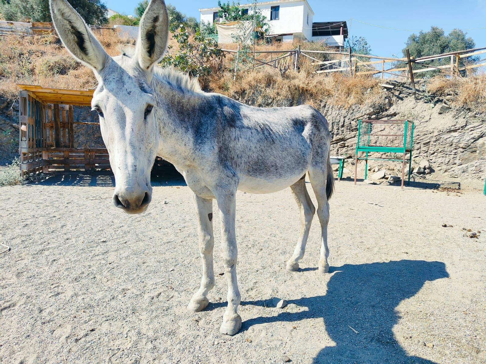 Los burros-taxi rescatados en Mijas Pueblo, en imágenes