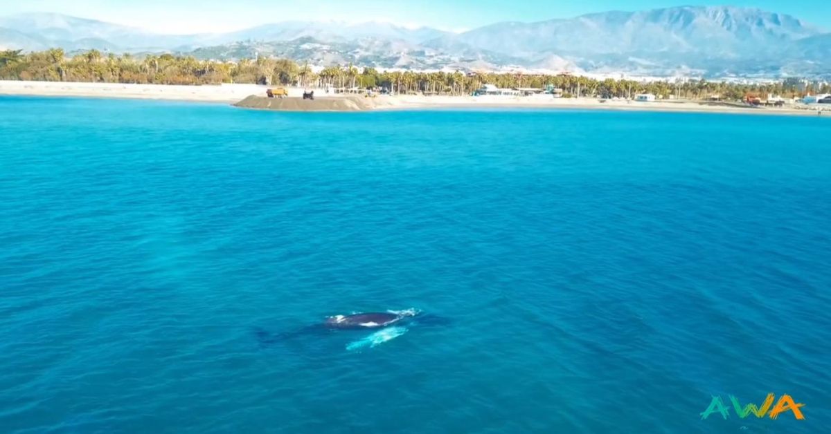 Vídeo | El impresionante avistamiento de una ballena en Playa Granada